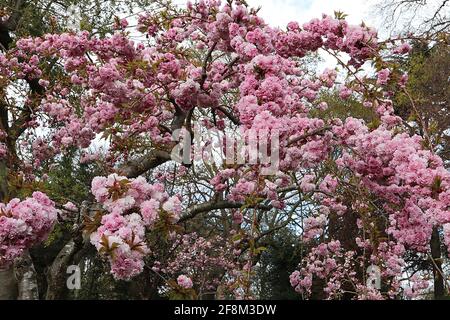 Japanese Flowering Cherry 'Asano', Prunus 'Asano' , Flowering Tree ...