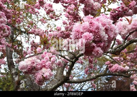 Japanese Flowering Cherry 'Asano', Prunus 'Asano' , Flowering Tree ...