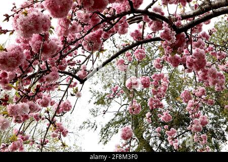 Japanese Flowering Cherry 'Asano', Prunus 'Asano' , Flowering Tree ...
