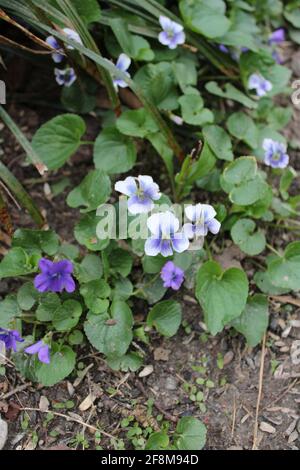 Common blue violet, Illinois state flower, on a sunny day at Miami ...