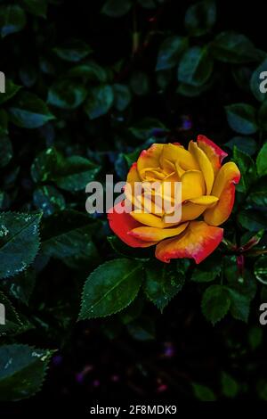 Beautiful bush of yellow roses in garden. Natural floral roses ...