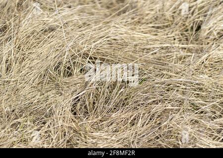 Yellow grassy texture - high angle shot of dry grass in a field Stock ...