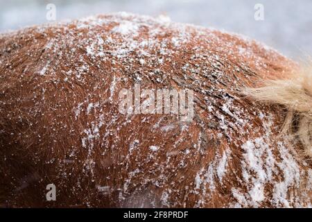 Close up of a snowy rump of a fox colored horse Stock Photo - Alamy