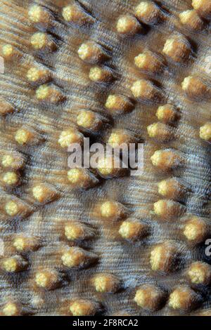 Nahaufnahme einer Koralle (Indonesien) - Colse up of Coral (Indonesia ...