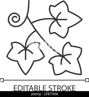 English ivy icon logo sign vector outline in black and white color ...