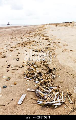 Razorfish (also known as razorshell, razor clam, common razor and pod ...