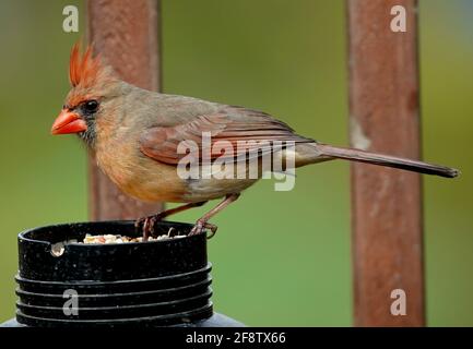 Northern cardinal finds a supply of seed Stock Photo - Alamy