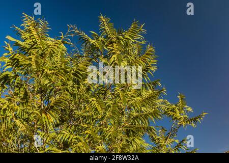 Little Walnut, Juglans microcarpa, along Walnut Canyon Desert Drive in ...