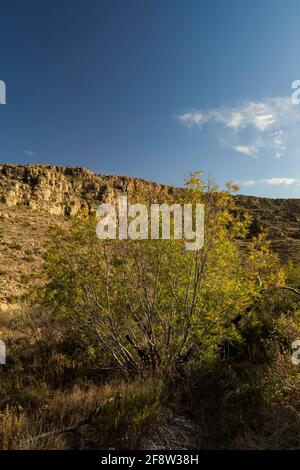Little Walnut, Juglans microcarpa, along Walnut Canyon Desert Drive in ...