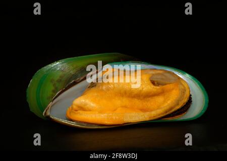 New Zealand green-lipped mussel (Perna canaliculus Stock Photo - Alamy