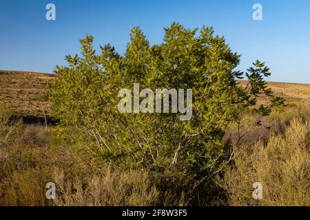 Little Walnut, Juglans microcarpa, along Walnut Canyon Desert Drive in ...