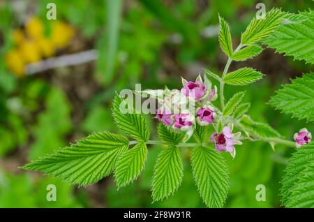 wild black raspberry flower Rubus fruticosa fruticosus blossom Stock ...