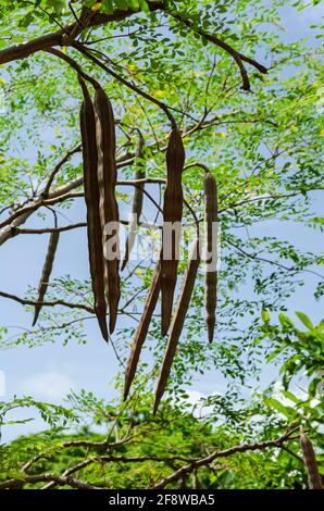 Moringa oleifera, bean oil tree, Malunggay, purported to be beneficial ...