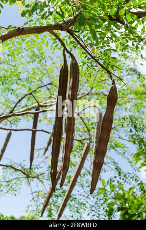 Moringa oleifera, bean oil tree, Malunggay, purported to be beneficial ...