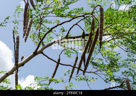 Moringa oleifera, bean oil tree, Malunggay, purported to be beneficial ...