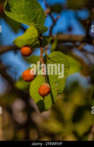 Netleaf Hackberry, Celtis reticulata, in Organ Mountains–Desert Peaks ...