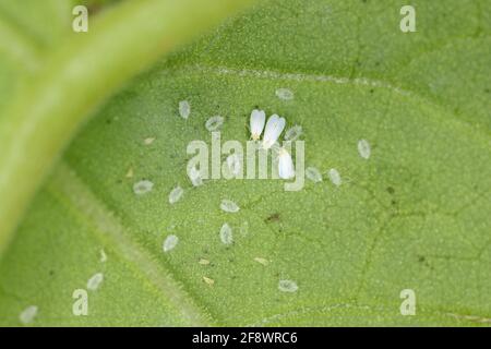Cotton whitefly Bemisia tabaci adults with individual eggs on a leaf ...
