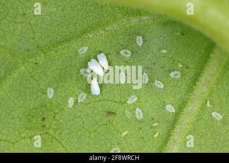 Cotton whitefly Bemisia tabaci larvae scales pupae on a green Phaseolus ...