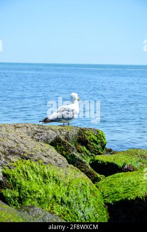 Seagull sits on stone cliff at the sea shore. The European herring gull ...