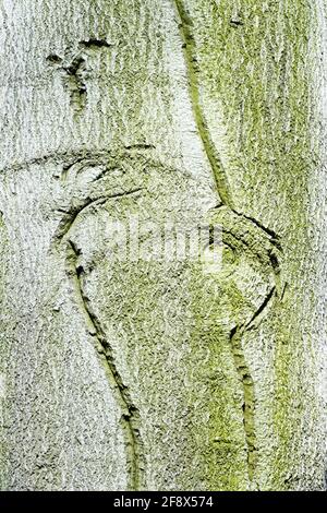European beech tree bark close-up texture Stock Photo - Alamy