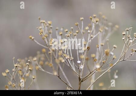 Closeup shot of a group of wild undeveloped flowers in a green field ...