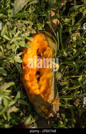 Papaya fruit. Outside and inside of a ripe fruit of papaya (Carica ...