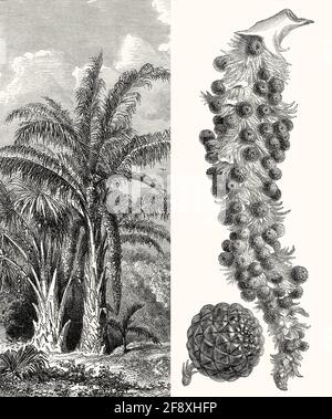 Raffia palm, Raphia vinifera, the West African piassava palm, Central ...