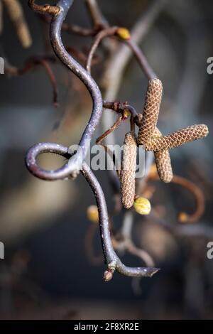 A deciduous tree with long twisted branches and green foliage in ...