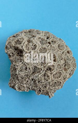 Skeleton of a hard coral Stock Photo - Alamy