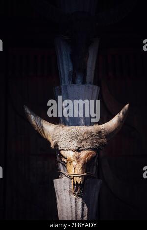 Mithun skull, Pochury tribe hut, Hornbill Festival Nagaland, India ...