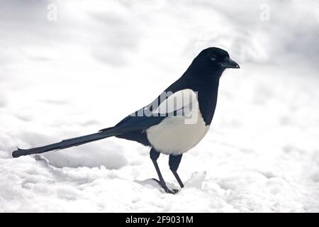 European Magpie - standing in snow / Pica pica Stock Photo - Alamy