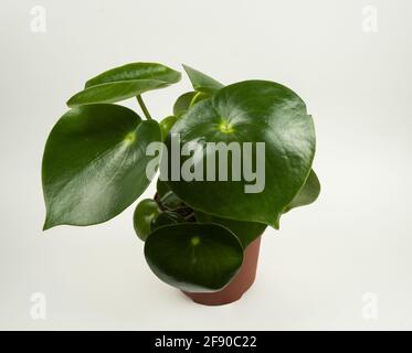 A closeup shot of the Radiator plants in the pot with a blurred ...