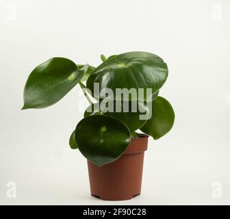 A closeup shot of the Radiator plants in the pot with a blurred ...