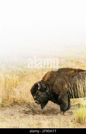 A side view of a bison in Montana Stock Photo - Alamy