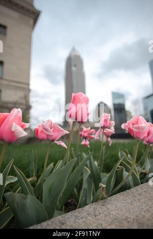 Spring flowers in downtown cleveland Stock Photo - Alamy