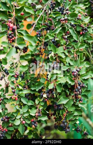 Ripe Shadberries (Amelanchier berries) in the garden. Shallow depth of ...