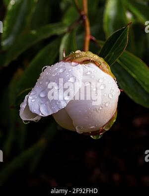 Beautiful white peony flower with rain drops or dew drops. White ...
