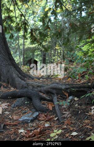 Fallen tree across hiking path in a Finnish forest Stock Photo - Alamy