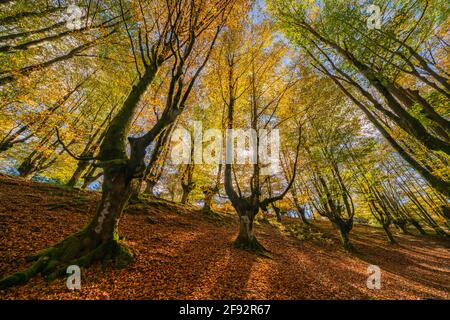 Mysterious Otzarreta forest. Gorbea natural park, Basque Country, Spain ...