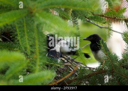 Young magpies in the magpie nest Stock Photo - Alamy