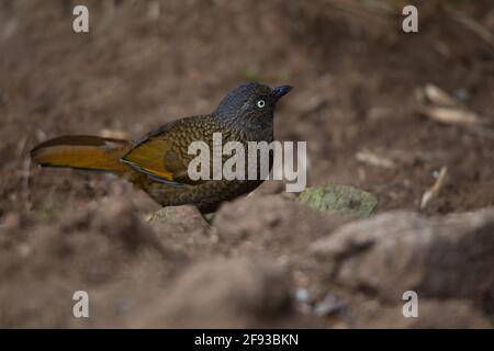 Scaly Laughingthrush, Trochalopteron subunicolor, Nepal Stock Photo - Alamy
