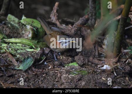 Streak-breasted scimitar babbler (Pomatorhinus ruficollis) in Tam Dao ...