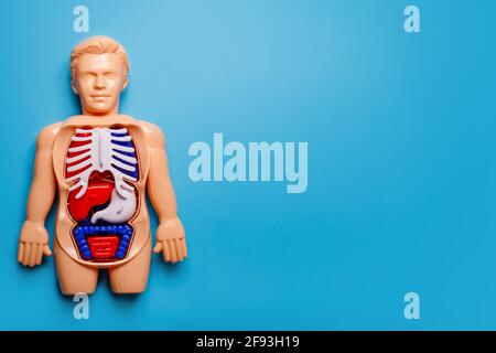 anatomy biology mannequin dummy figure in a science class or university ...
