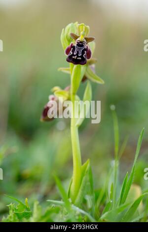 Very rare, endemic Cyprus bee-orchid (Ophrys kotschyi) on xerothermic ...