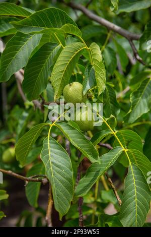 Walnut Tree Grow waiting to be harvested, Sicily, Italy Stock Photo - Alamy