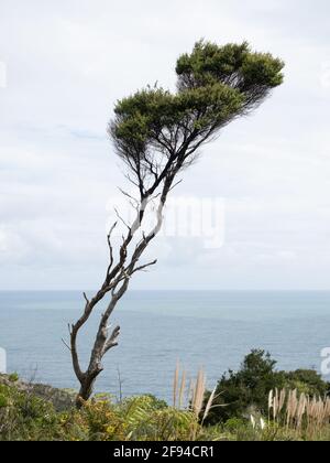 manuka tree branches with cloudy sky in background Stock Photo - Alamy
