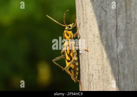 Bamboo Tiger Longhorn Beetle, Chlorophorus annularis, Saba, Bali ...