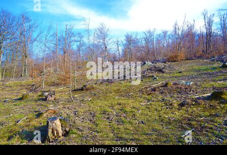 Deforestation near mountain Deli Jovan in East Serbia Stock Photo - Alamy