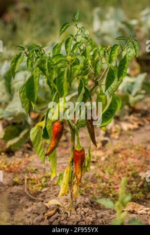 Dried Bell pepper. Bad harvest. Unsatisfactory results of growing ...