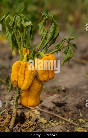 Dried Bell pepper. Bad harvest. Unsatisfactory results of growing ...